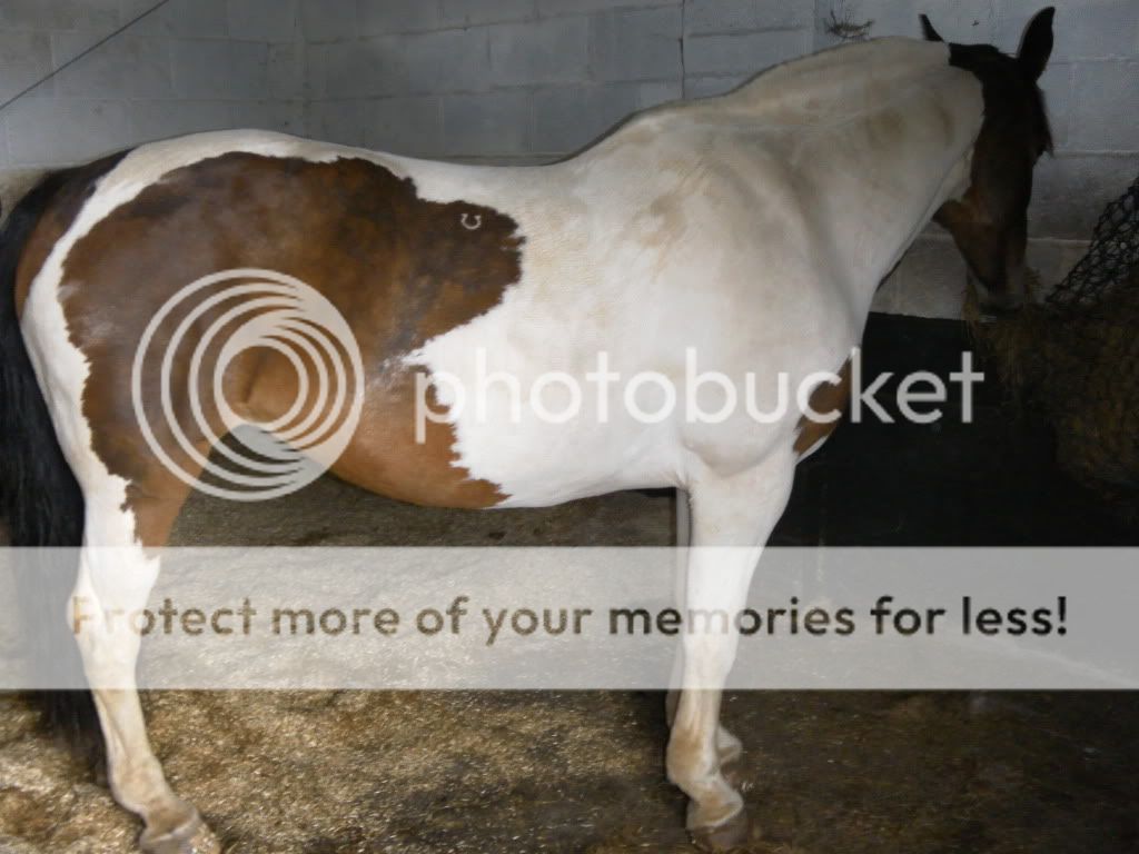 Freeze marking a Palomino | Horse and Hound Forum