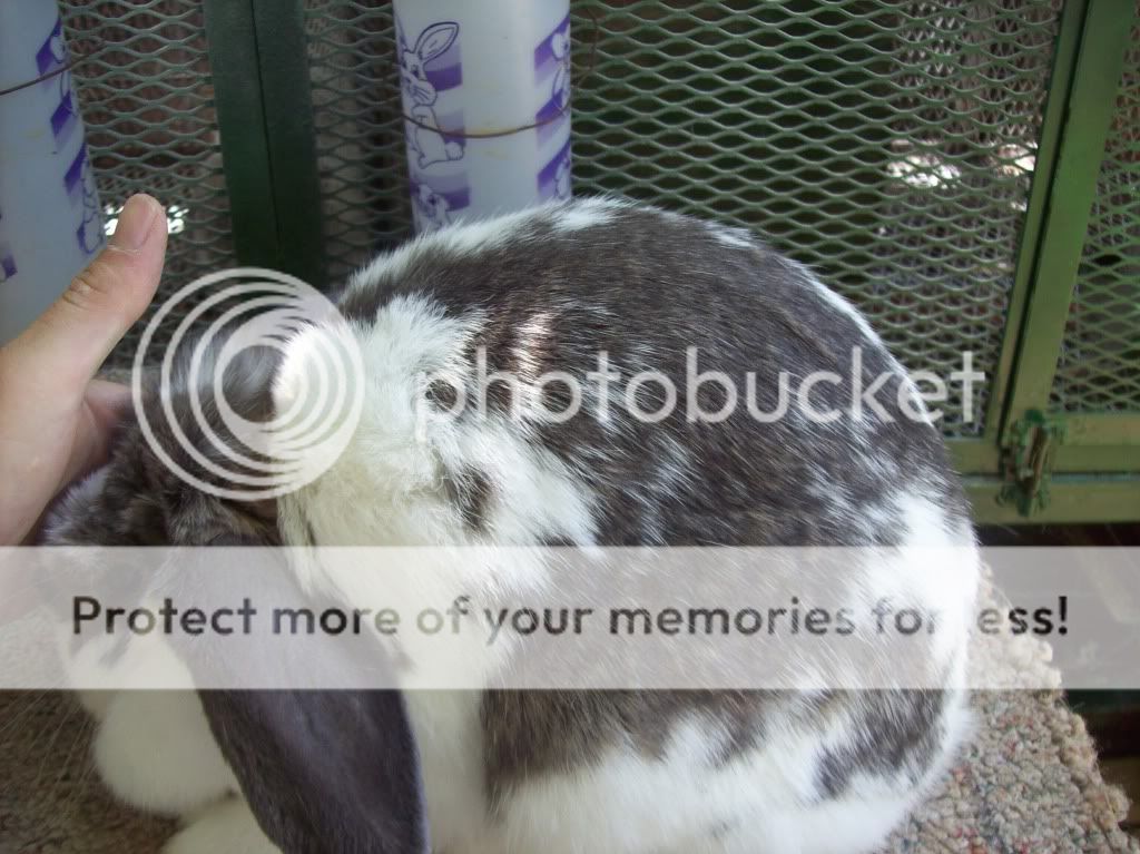 My Mini Lops (pics) feedback? | Rabbit Talk - Meat Rabbit & Farming Forum