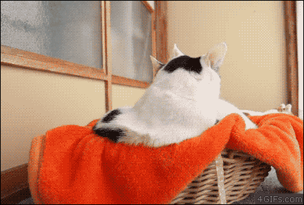 We love cats | Page 11 | Vaping Underground Forums - An Ecig and Vaping ...