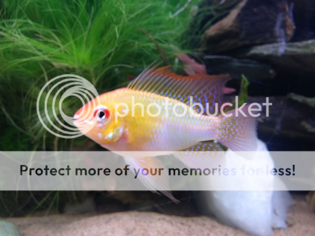 Rams... Bit Of Advice Please | Tropical Fish Forums 🐠